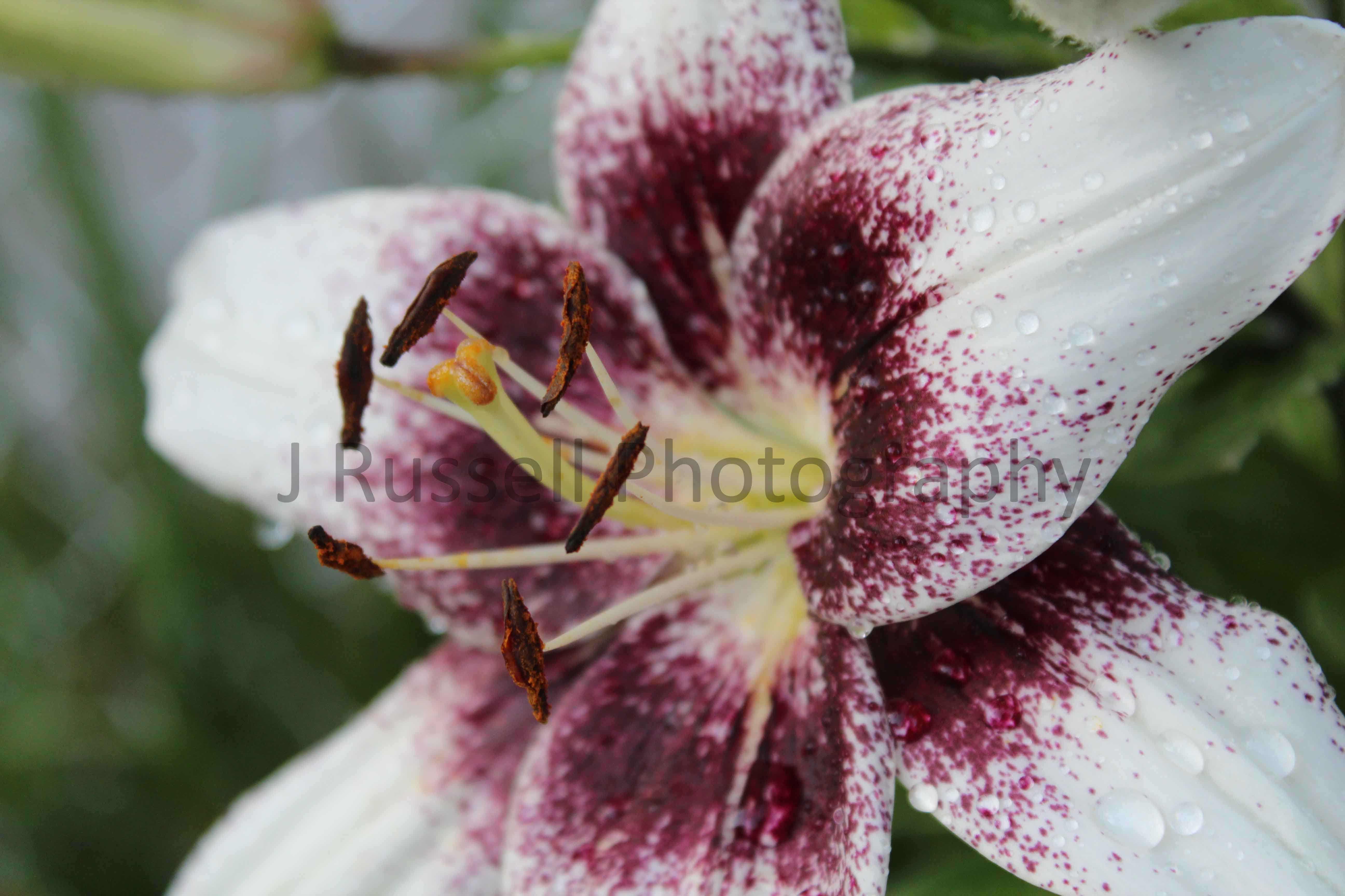 J Russell Photography